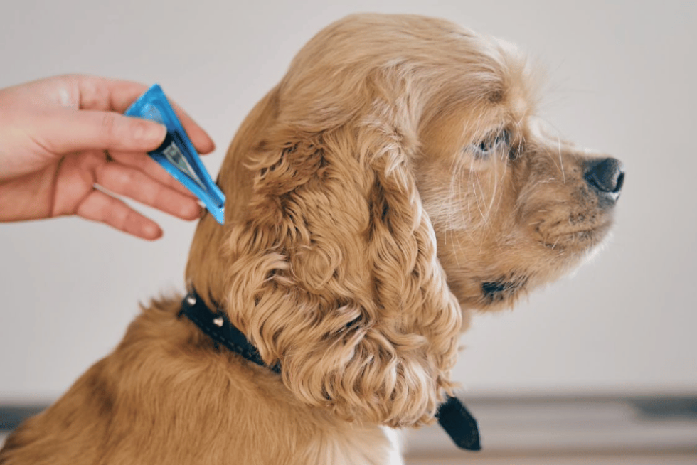 Pet Parasite Control In Irmo, SC | Friarsgate-Ballentine AH